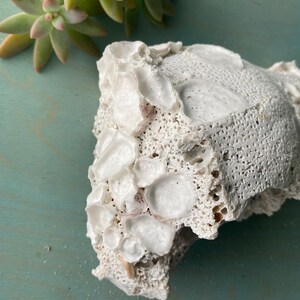 Vintage Large White Textured Beach Shell Fossil Free Shipping - Etsy