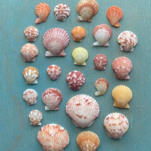 Rare Small Shell Collection Miniature Premium Atlantic Bay Rough ...