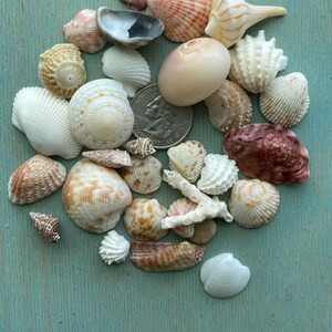 Shell Collection Premium Atlantic Ocean Seashells DIY Art 28 Species ...