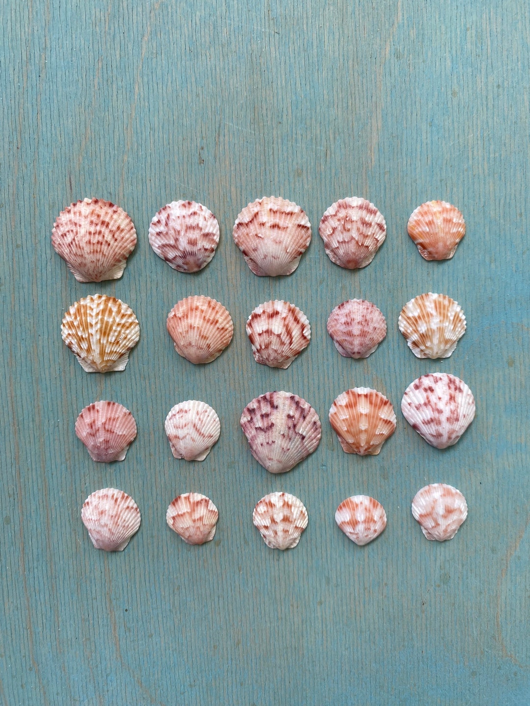 Beach Shell Premium Small Atlantic Calico Scallops DIY Beach Art ...