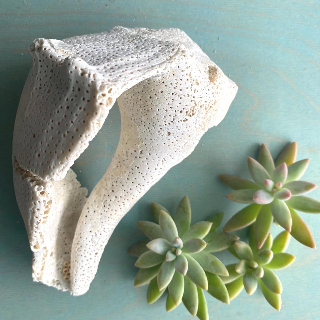 Beach Theme Decor Whelk Shell Fossil Coastal Home Decoration Nautical ...