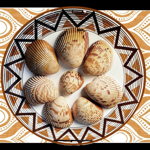 Shells Pottery - Etsy