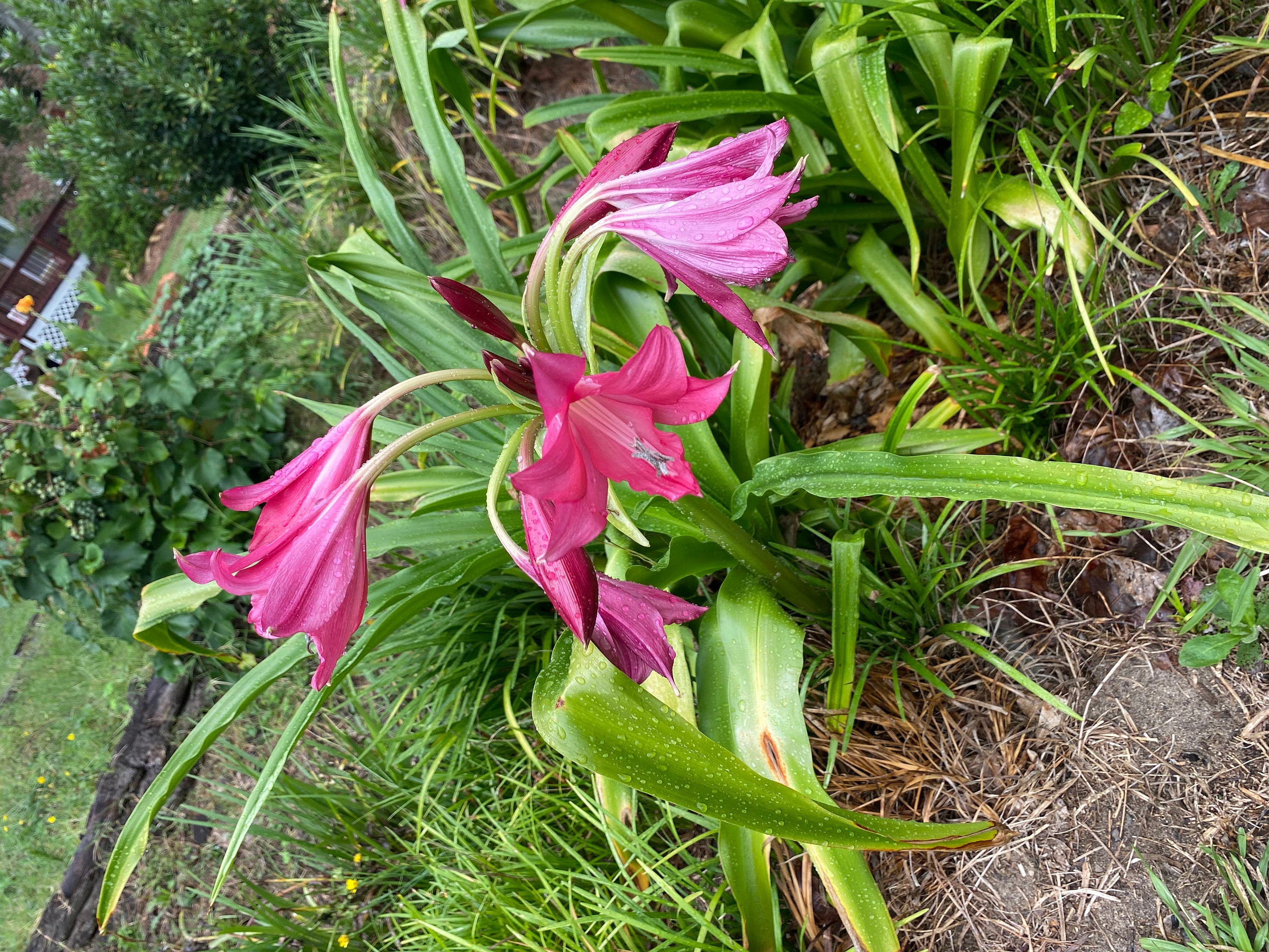 Crinum Lily Bulb crinum Asiaticum Pink Flower - Etsy