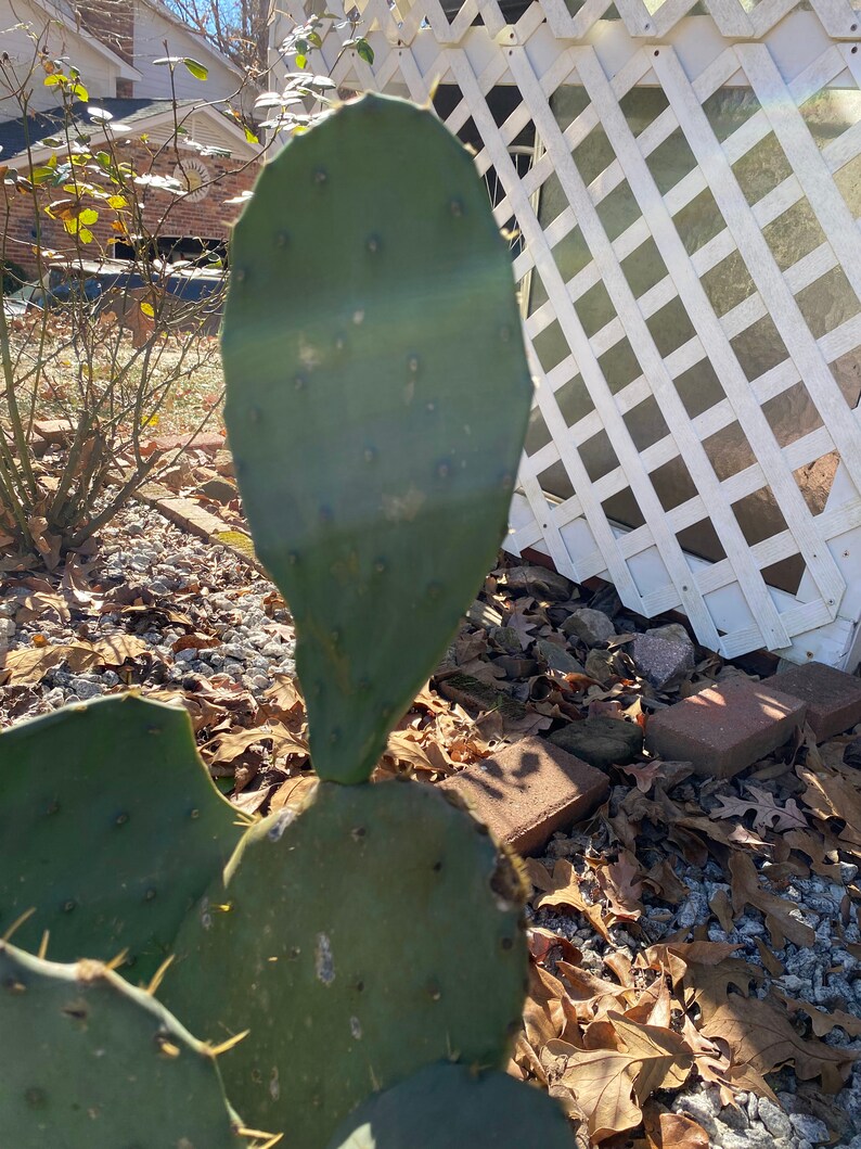 Prickly Pear Cactus Pad - Etsy
