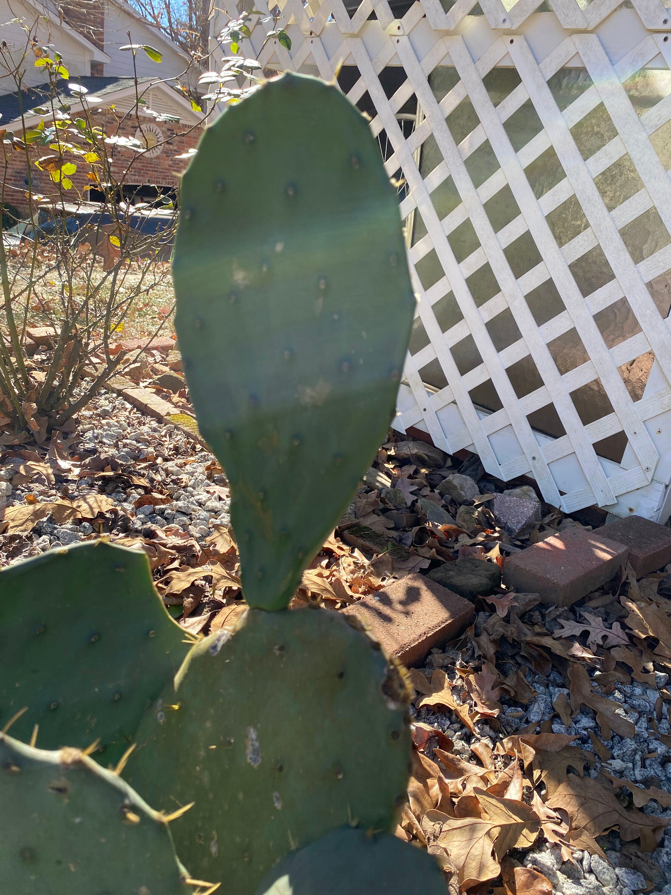 Prickly Pear Cactus Pad - Etsy