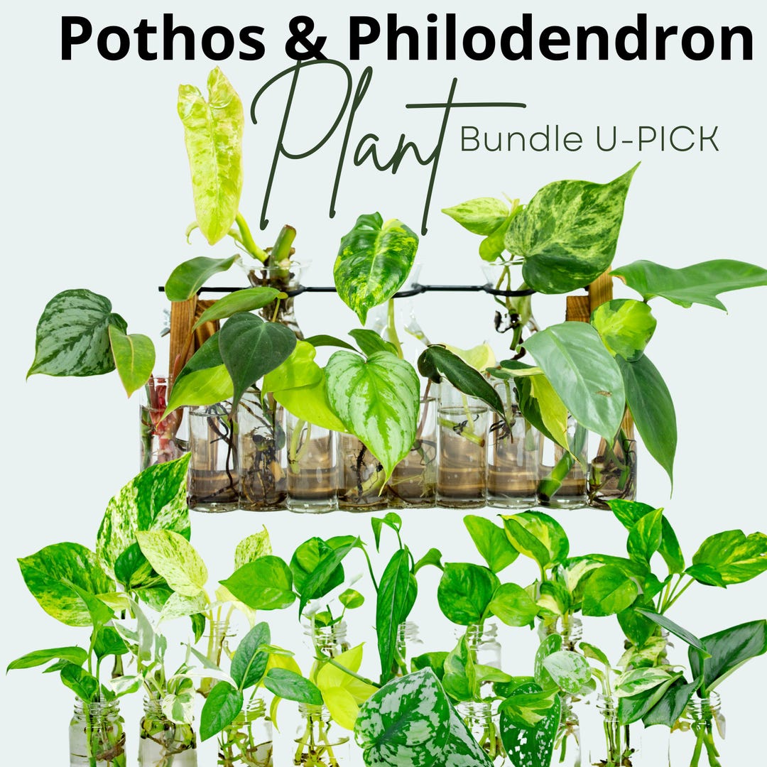 U-pick Plant Cuttings, Plant Bundle, Houseplant Propagations, Plant ...