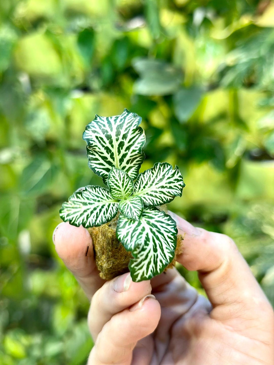 Fittonia White, Fittonia White (nerve Plant), Starter Plant, Fittonia ...