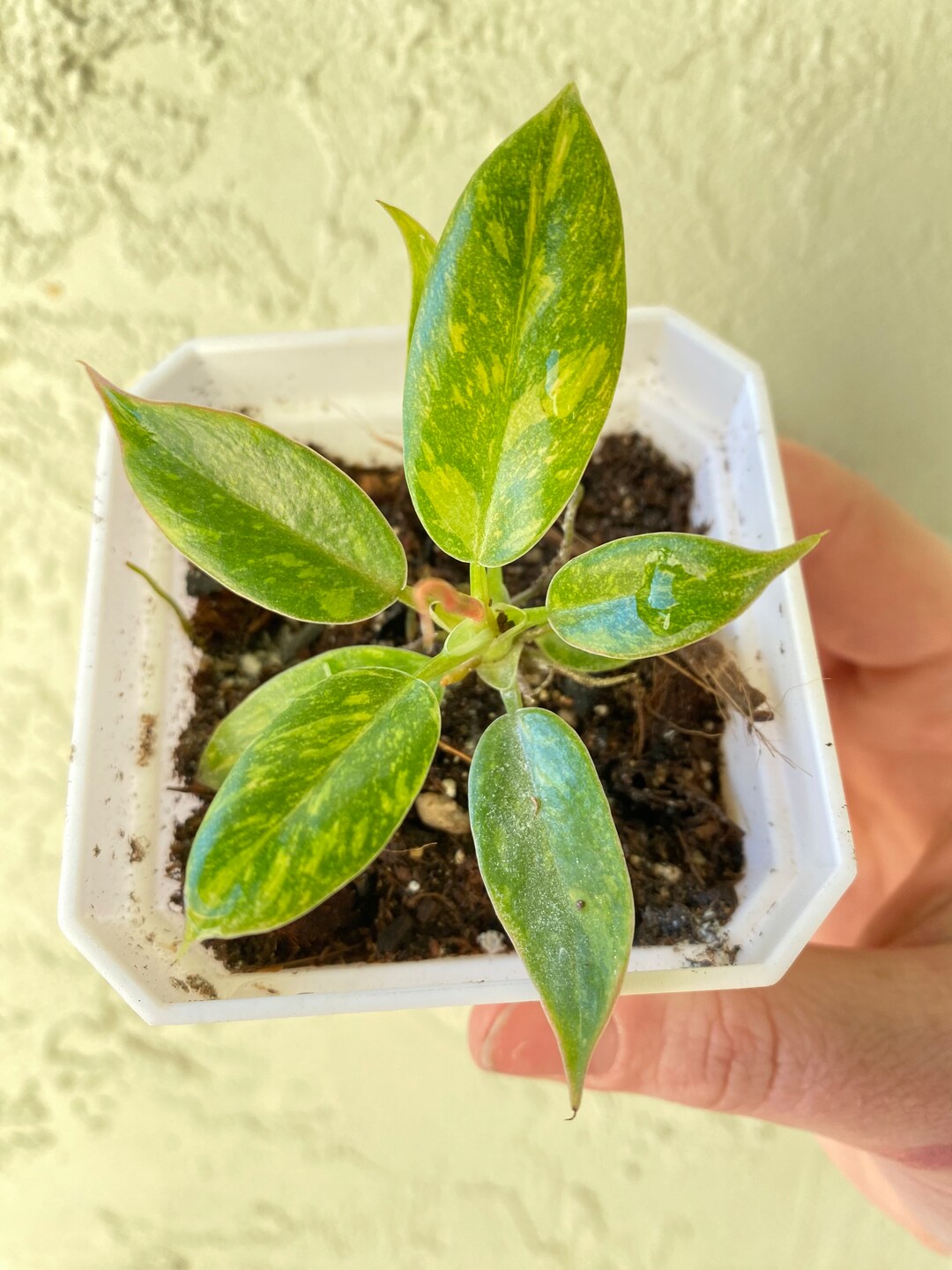 Ring of Fire Philodendron Ring of Fire Plant Philodendron - Etsy