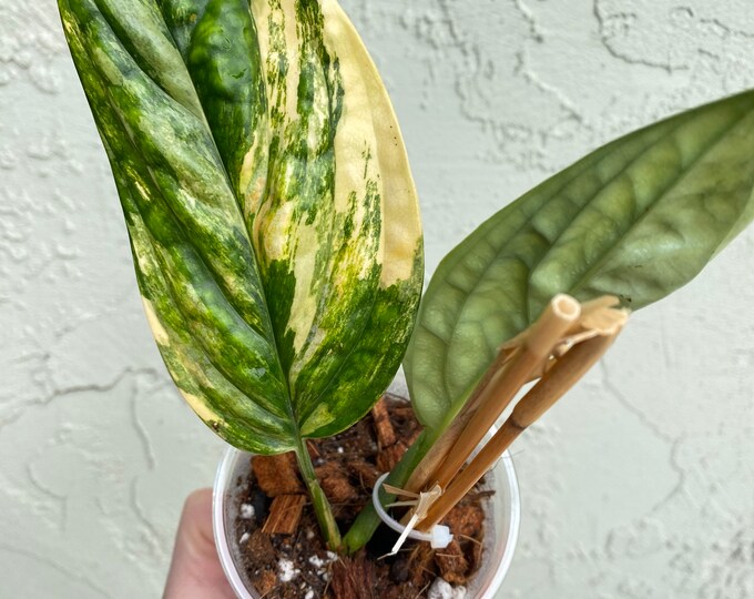 Variegated Monstera Peru, Monstera Plant, Lightly Rooted Plant, Peru ...