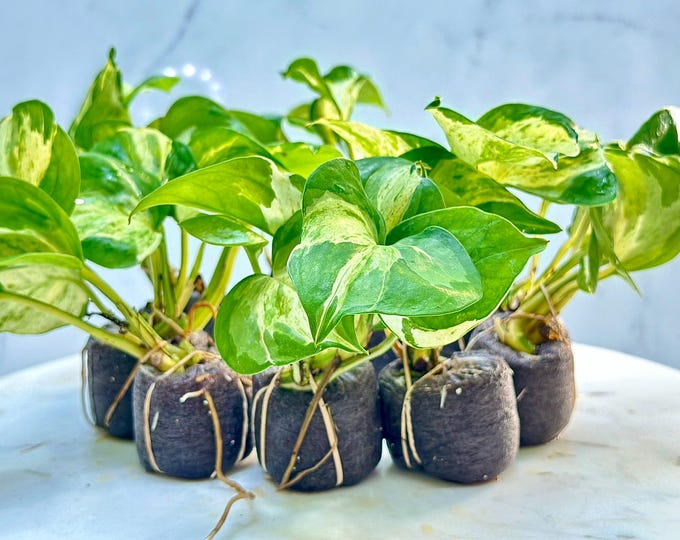 Manjula Pothos Starter Plant, Manula Plant, Manjula Cuttings, Pothos ...