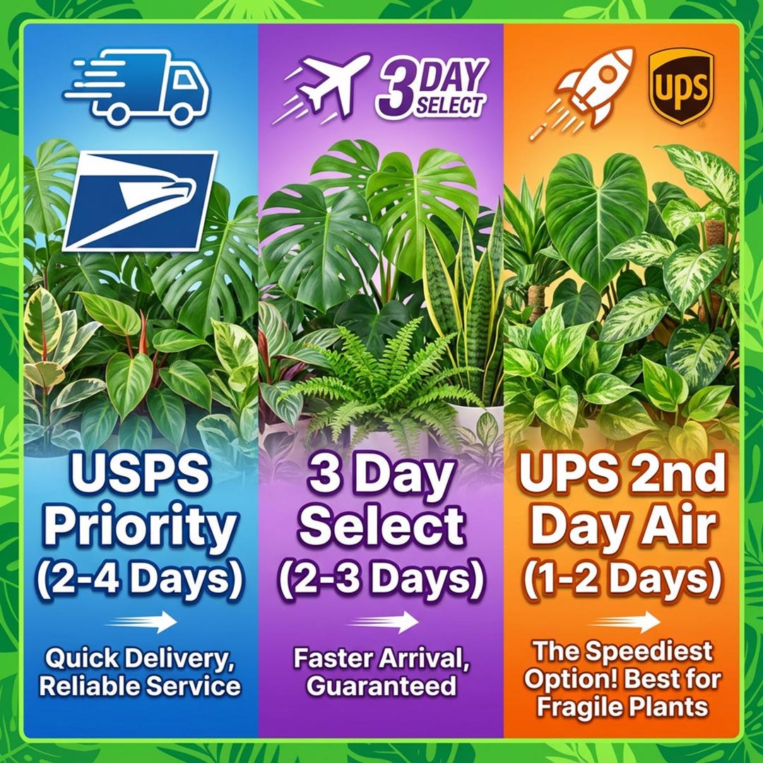 Shipping Upgrade, Upgrade Your Plant Shipping. - Etsy