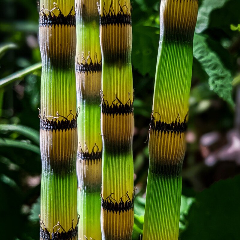 Horsetail Reed - Etsy