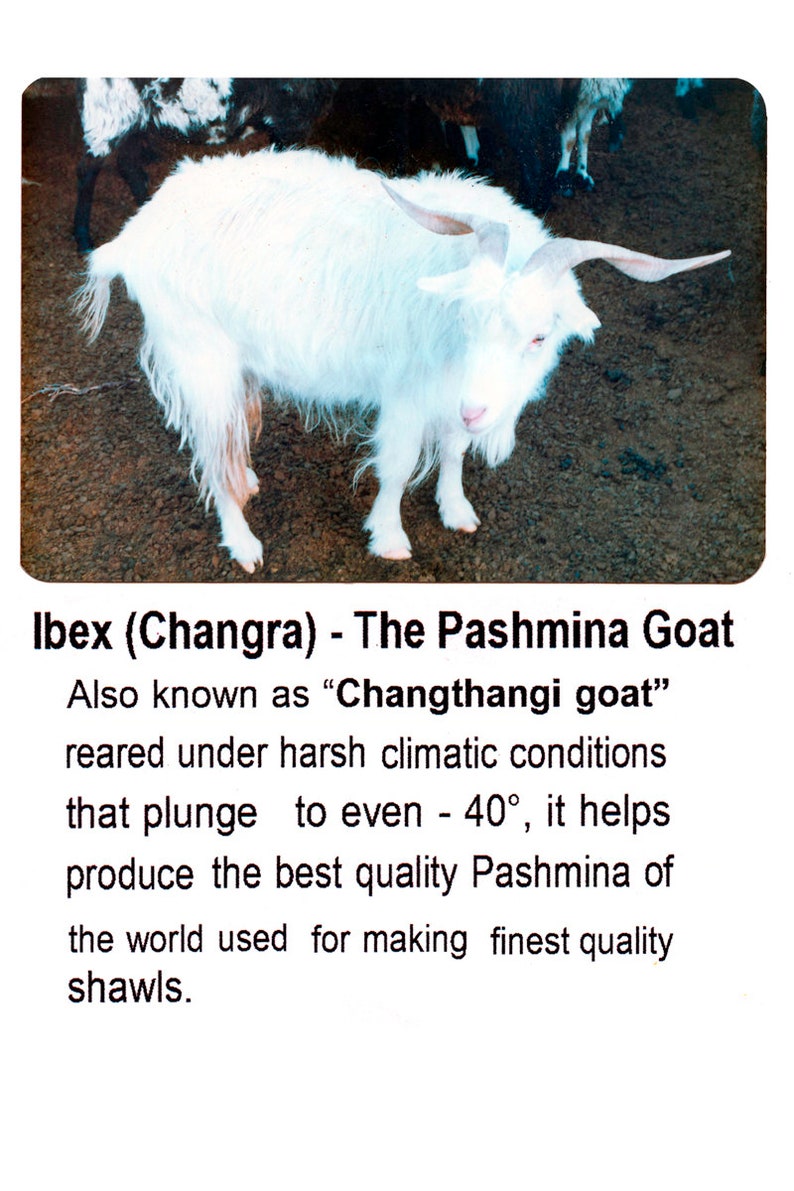 Elegance Redefined Designer Border Kashmir Pashmina Handspun Luxury ...