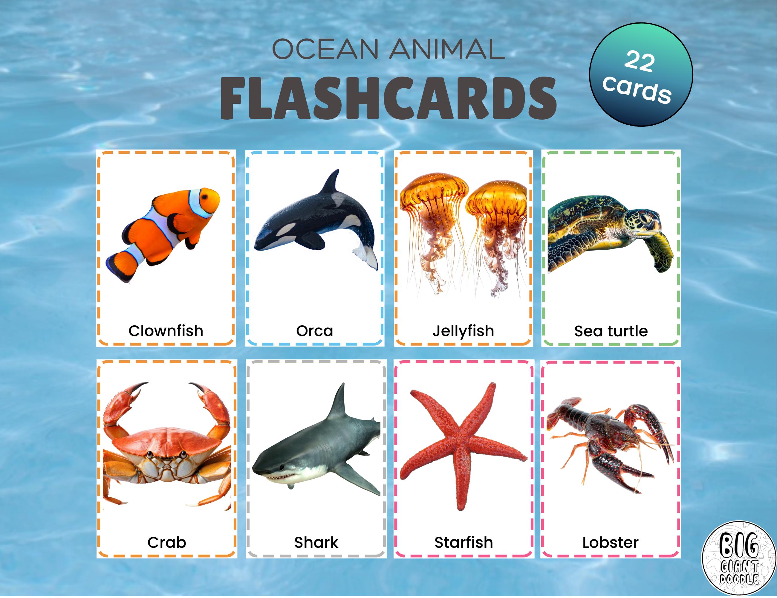 Ocean Animal Flashcards Printable | Real Photo Ocean Animals for Kids ...