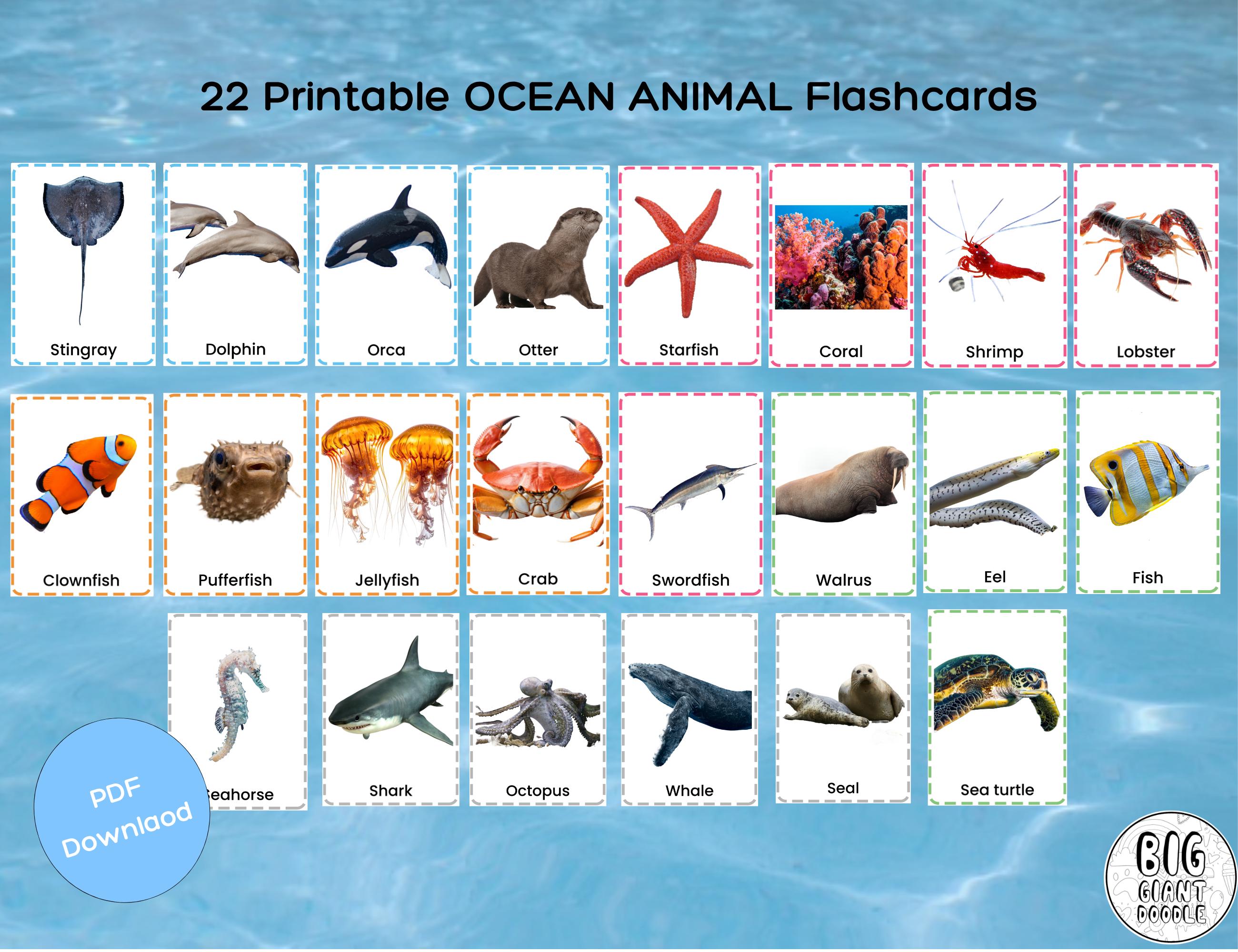 Ocean Animal Flashcards Printable | Real Photo Ocean Animals for Kids ...