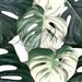 Monstera Variegated Seamless Wallpaper Scrapbook Digital Printable Page ...