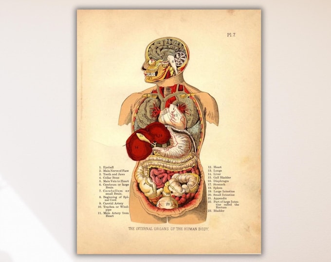 Internal Organ Chart - Etsy Canada