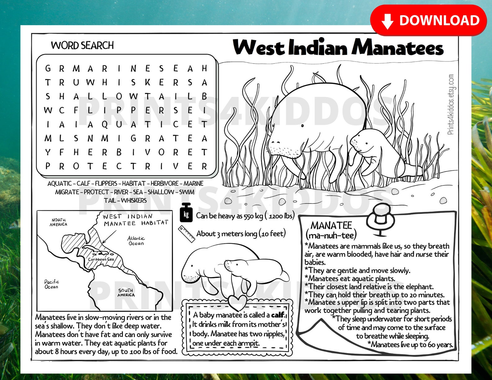 Manatees, Manatee Day, Coloring, Educational, Manatee Activity ...