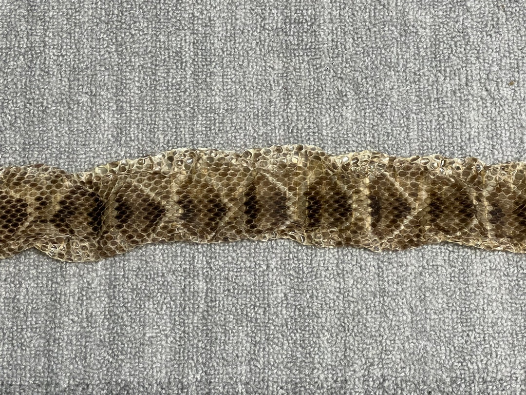 Eastern Diamondback Rattlesnake Shed Skin - Etsy