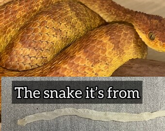 Fresh Shed Whitetail Deer Antler Small 5 Point Lot No. 230323-C - Etsy