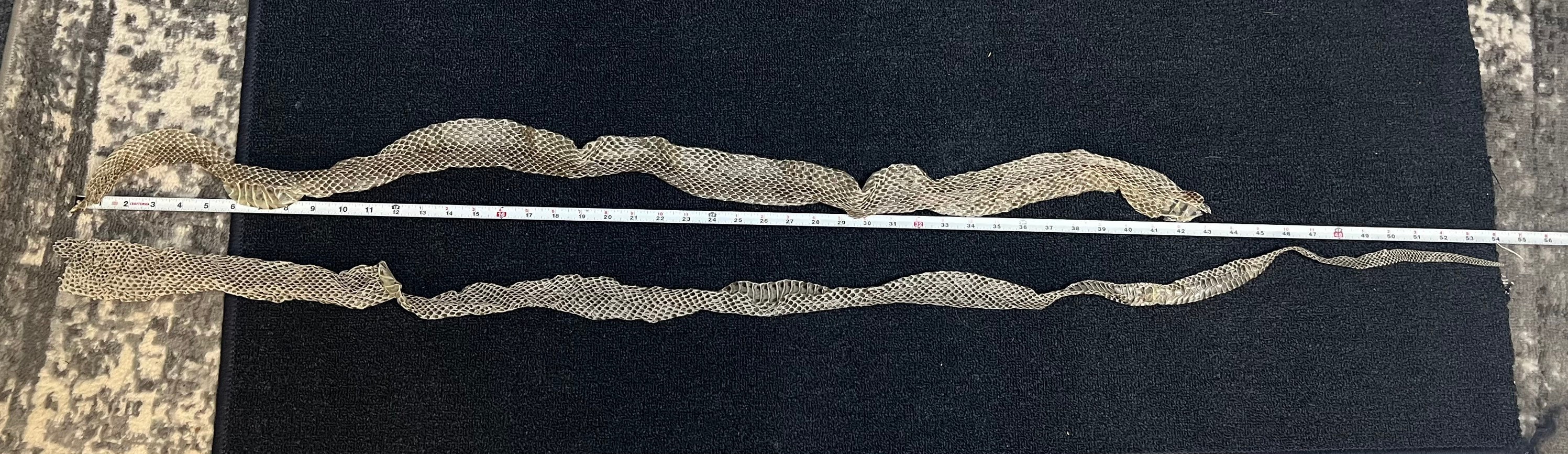 Black Rat Snake Shed Skin - Etsy