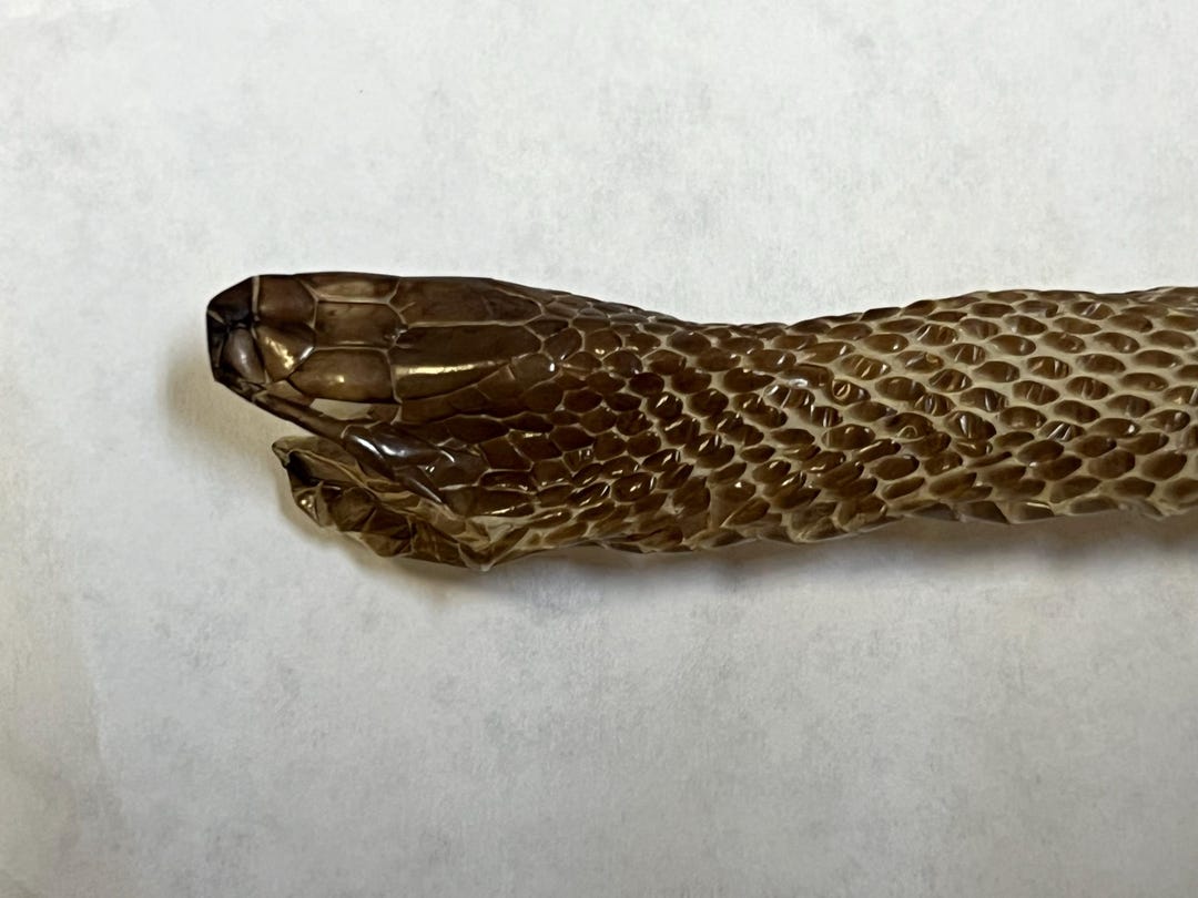 Inland Taipan Shed Skin - Etsy