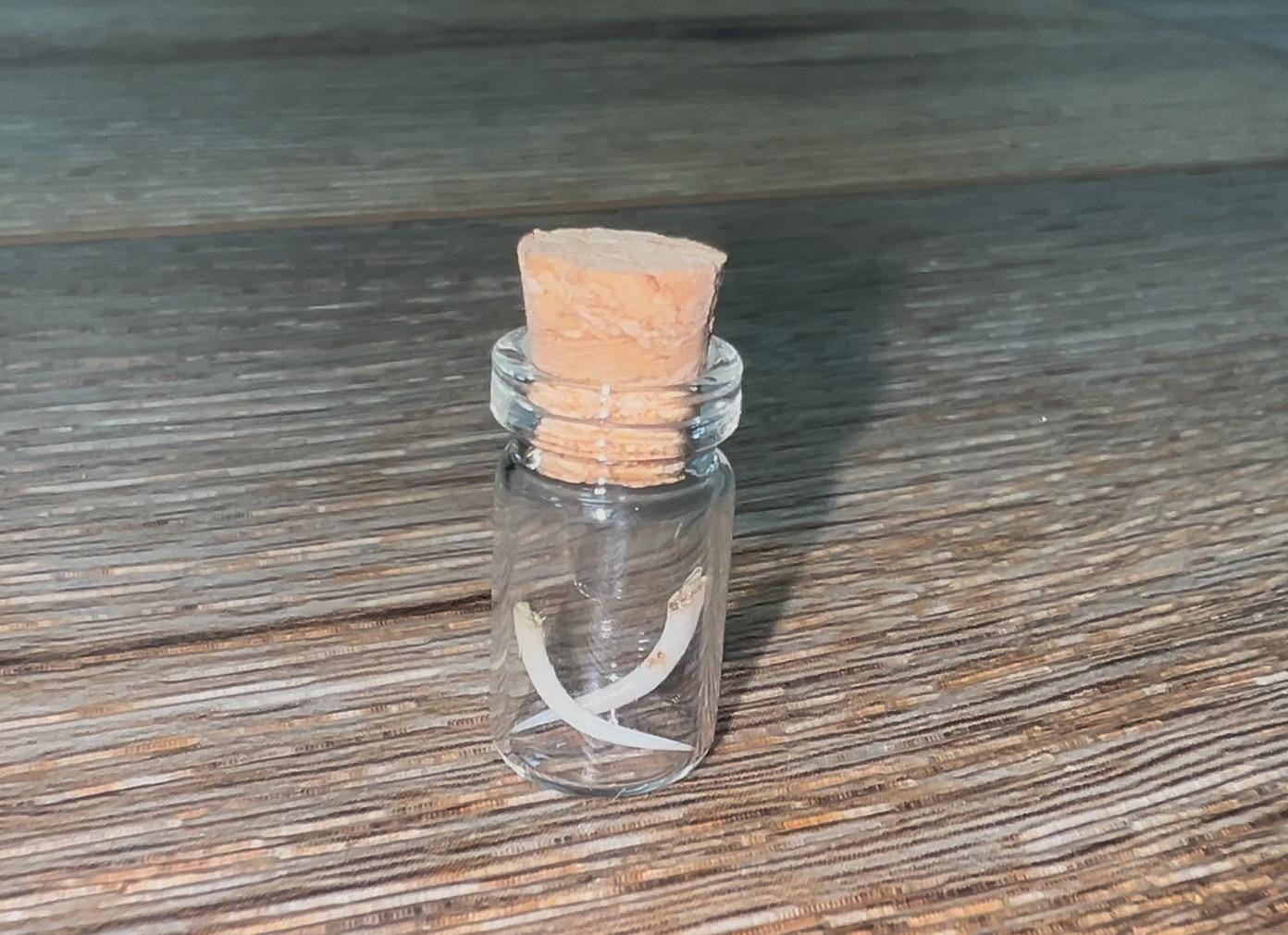 Pair of Viper Fangs (small) - Etsy