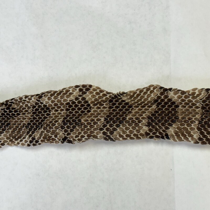 Rattlesnake Skin - Etsy