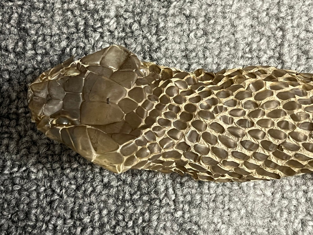 Snouted Cobra Shed Skin - Etsy