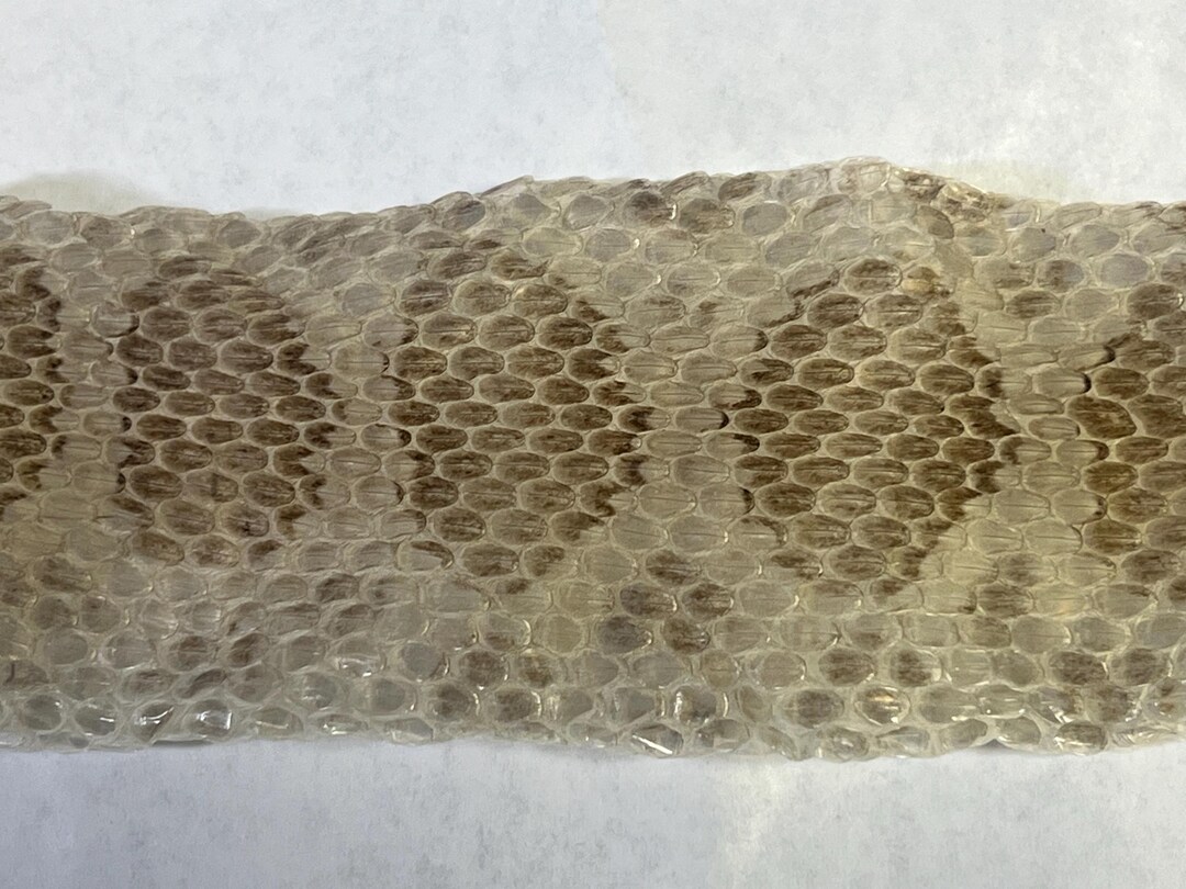 Northern Pacific Rattlesnake Shed Skin - Etsy
