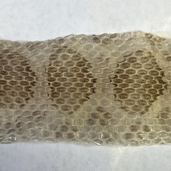 Rattlesnake Skin - Etsy