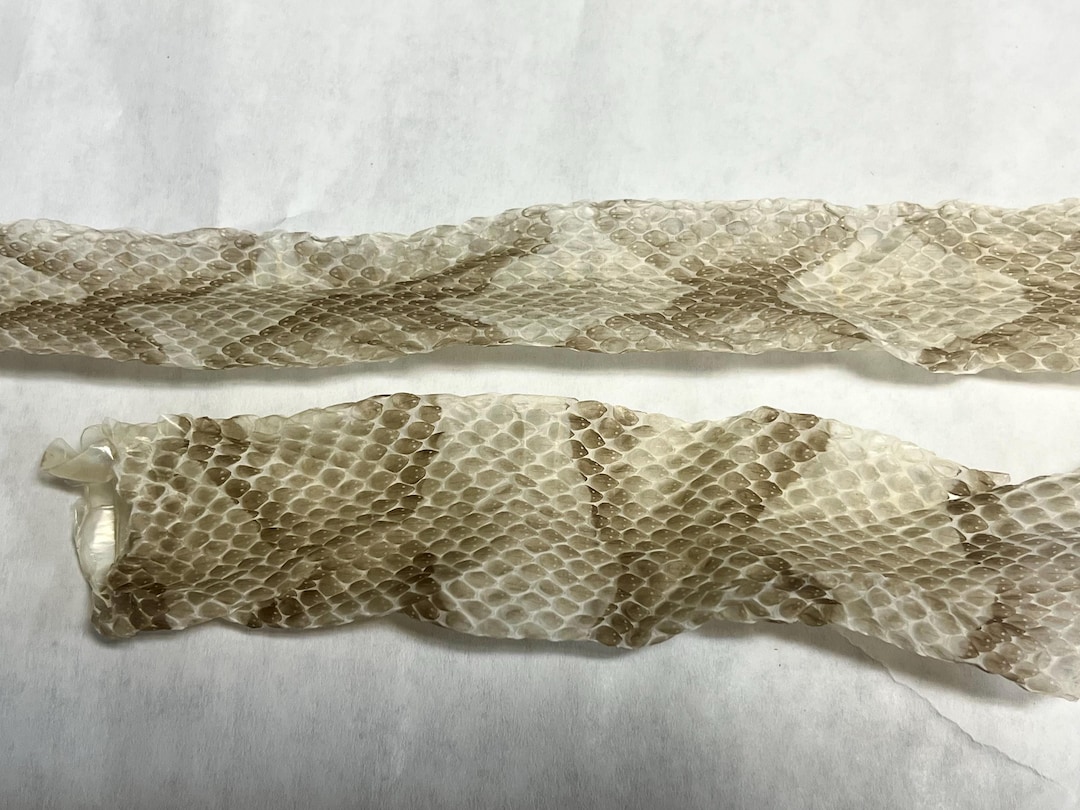 Copperhead Shed Skin (partial Shed) - Etsy