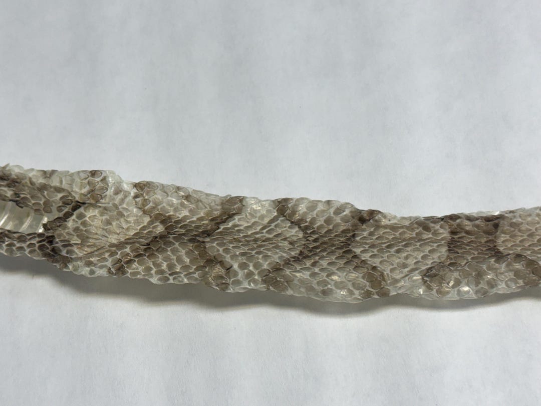 Copperhead Shed Skin - Etsy