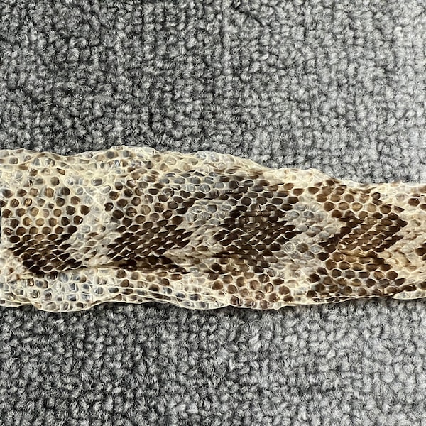 Carpet Python - Etsy