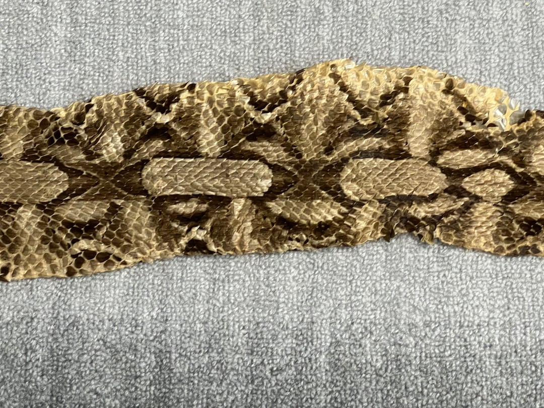 Gaboon Viper Shed Skin - Etsy
