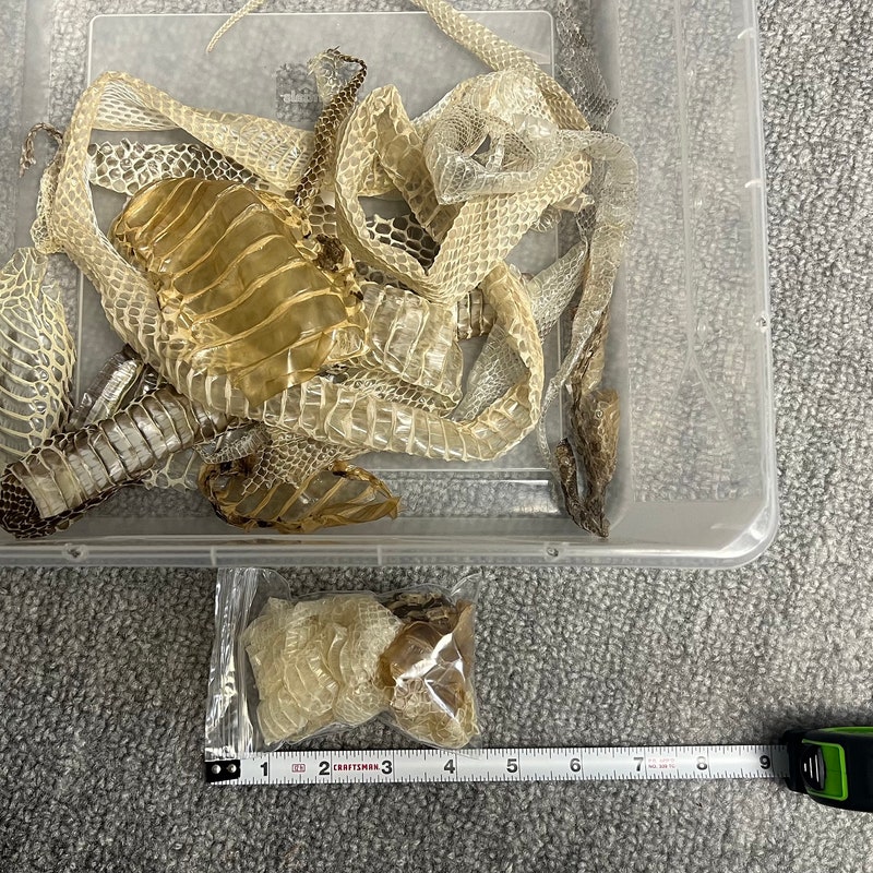 Snake Sheds - Etsy