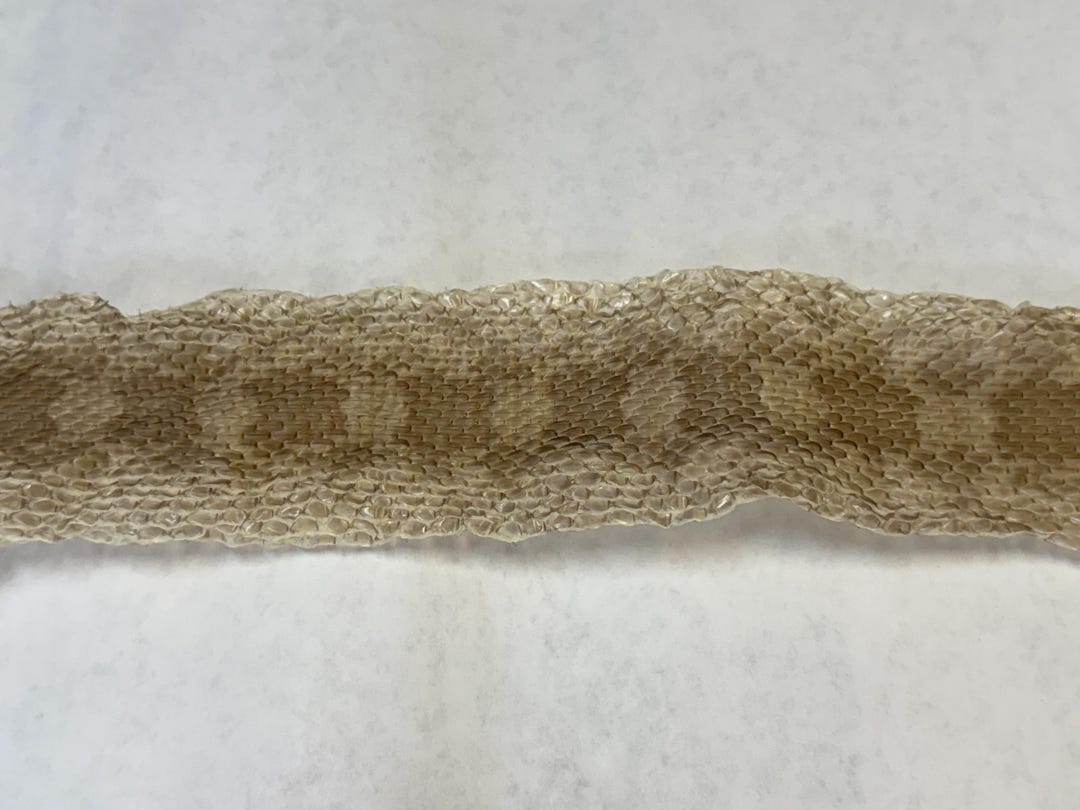 Bull Snake Shed Skin! - Etsy