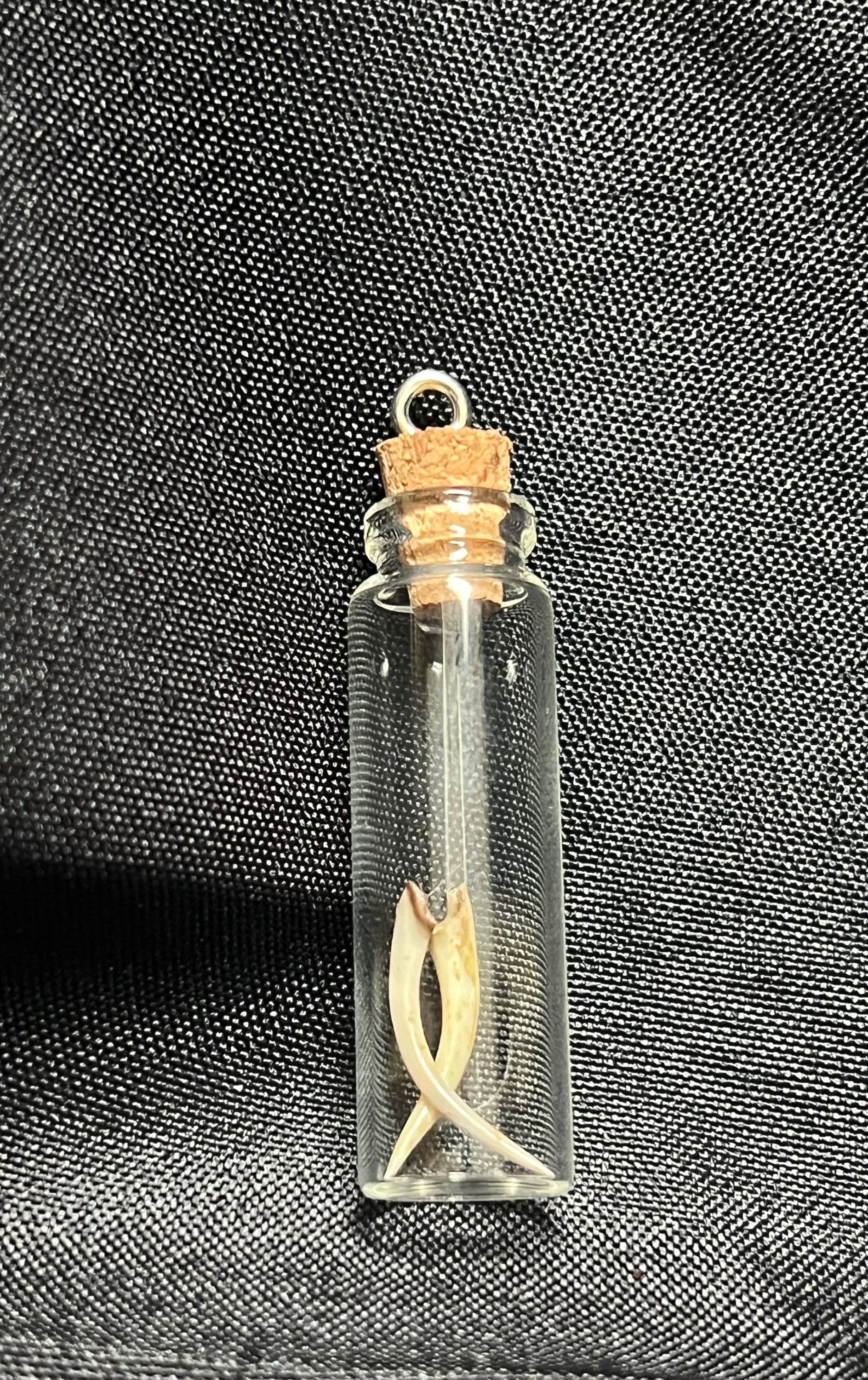 Pair of Viper Fangs (large) - Etsy