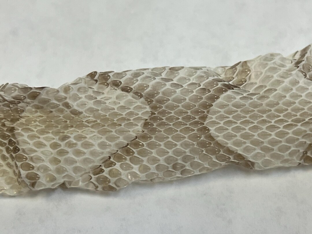Copperhead Shed Skin - Etsy