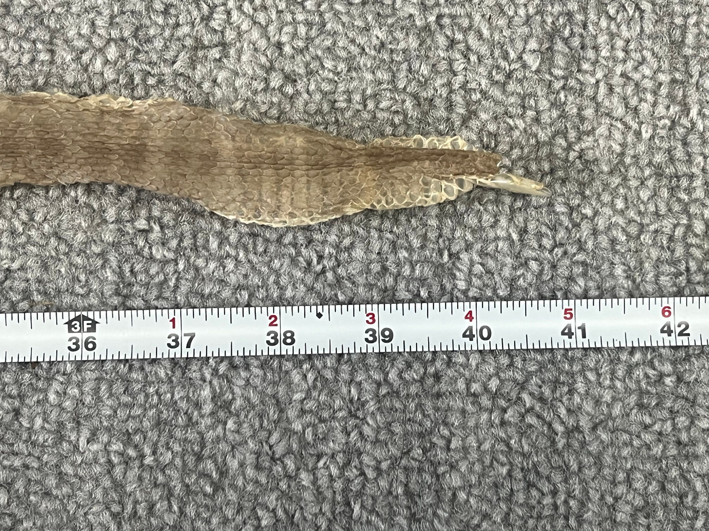 Black Tailed Rattlesnake Shed Skin - Etsy