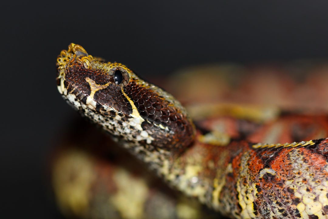 Baby Rhino Viper Photo! - Etsy