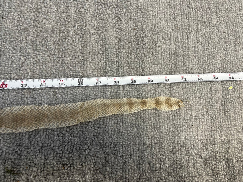 Western Diamondback Rattlesnake Shed Skin - Etsy