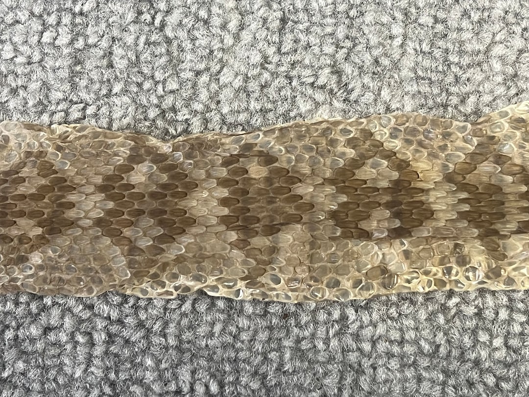 Black Tailed Rattlesnake Shed Skin - Etsy