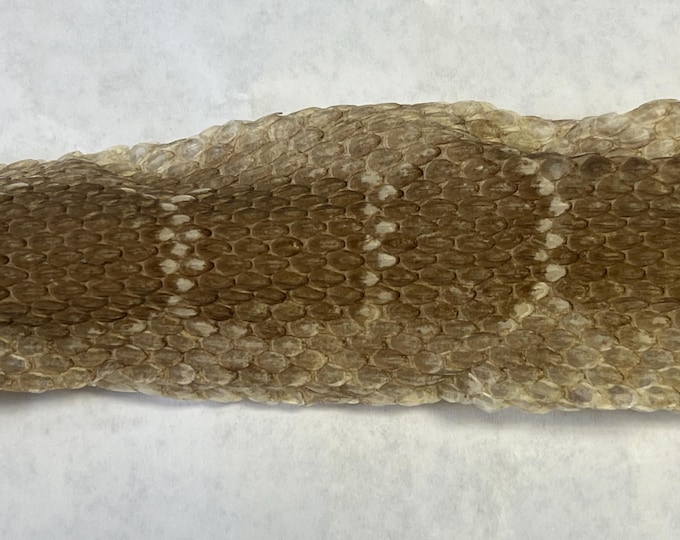 Western Diamondback Rattlesnake Shed Skin - Etsy