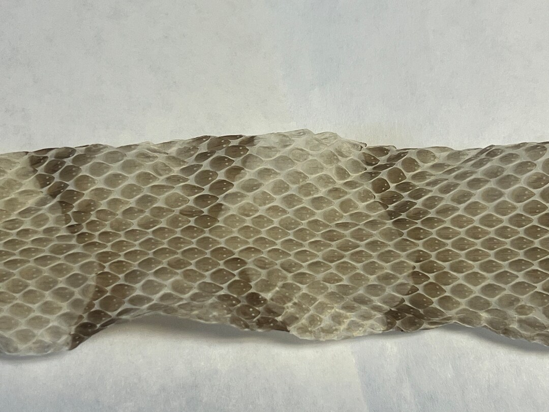 Copperhead Shed Skin - Etsy