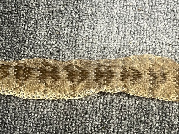 Black Tailed Rattlesnake Shed Skin - Etsy