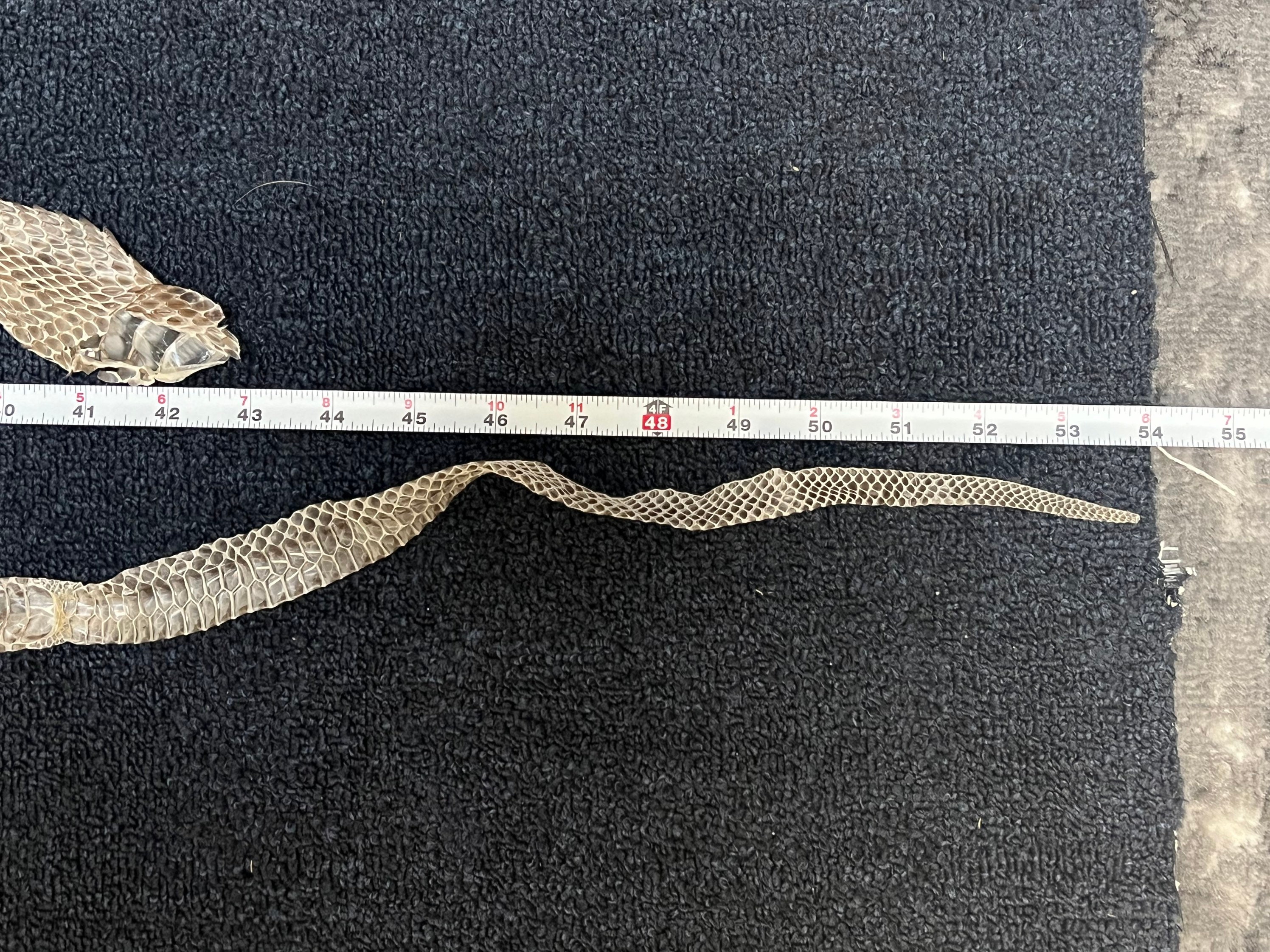 Black Rat Snake Shed Skin - Etsy