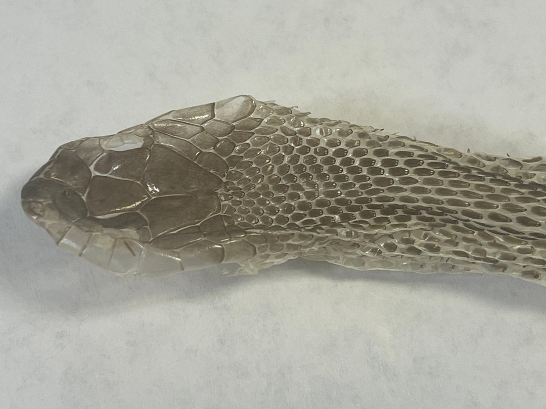 Black Rat Snake Shed Skin - Etsy