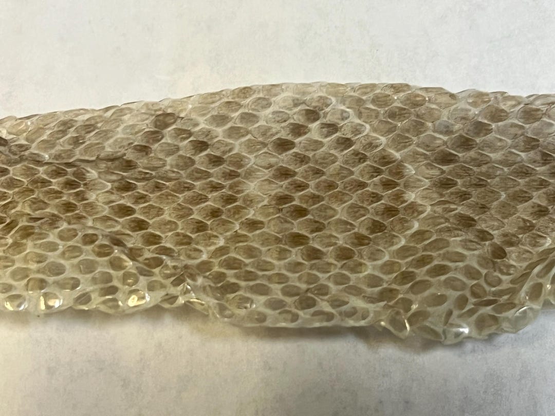 Western Diamondback Rattlesnake Shed Skin - Etsy