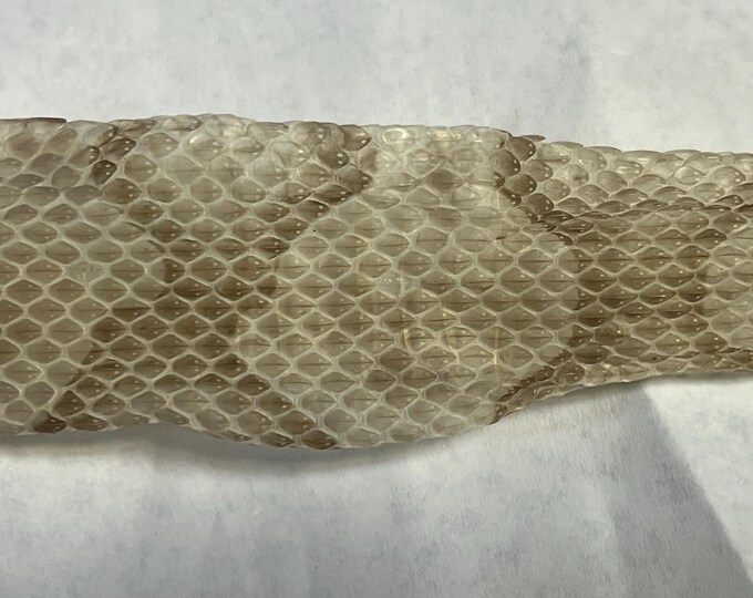Copperhead Shed Skin - Etsy